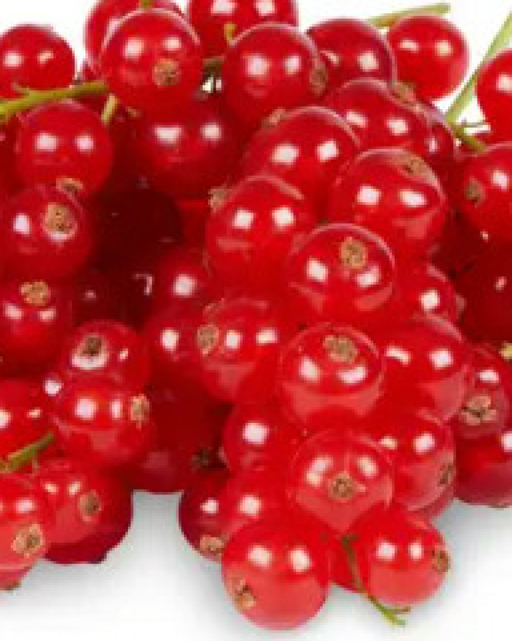 GROSEILLE barquette | CHEZ BRIGITTE