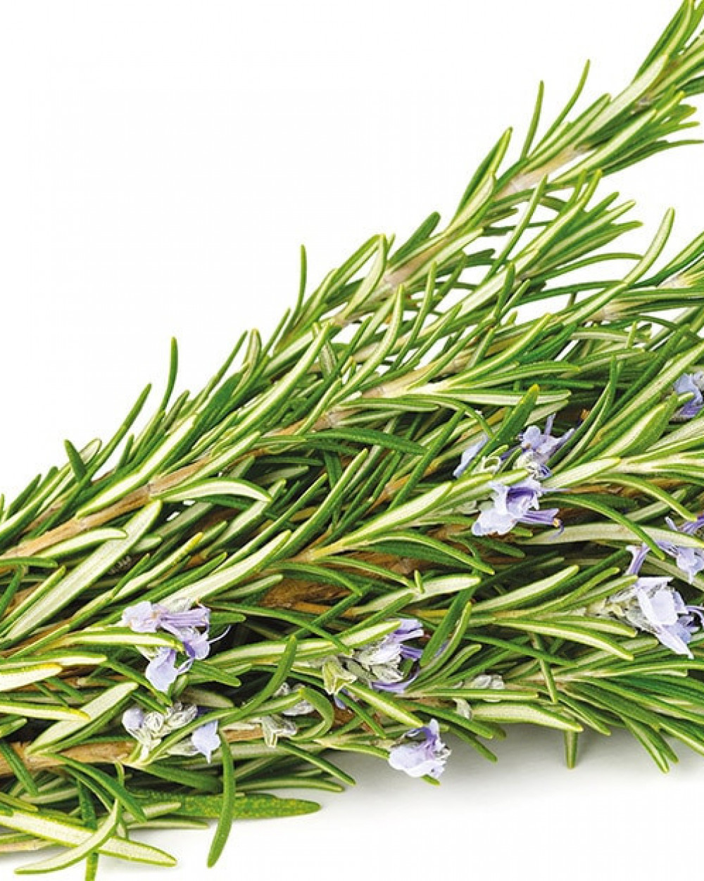 romarin | CHEZ BRIGITTE