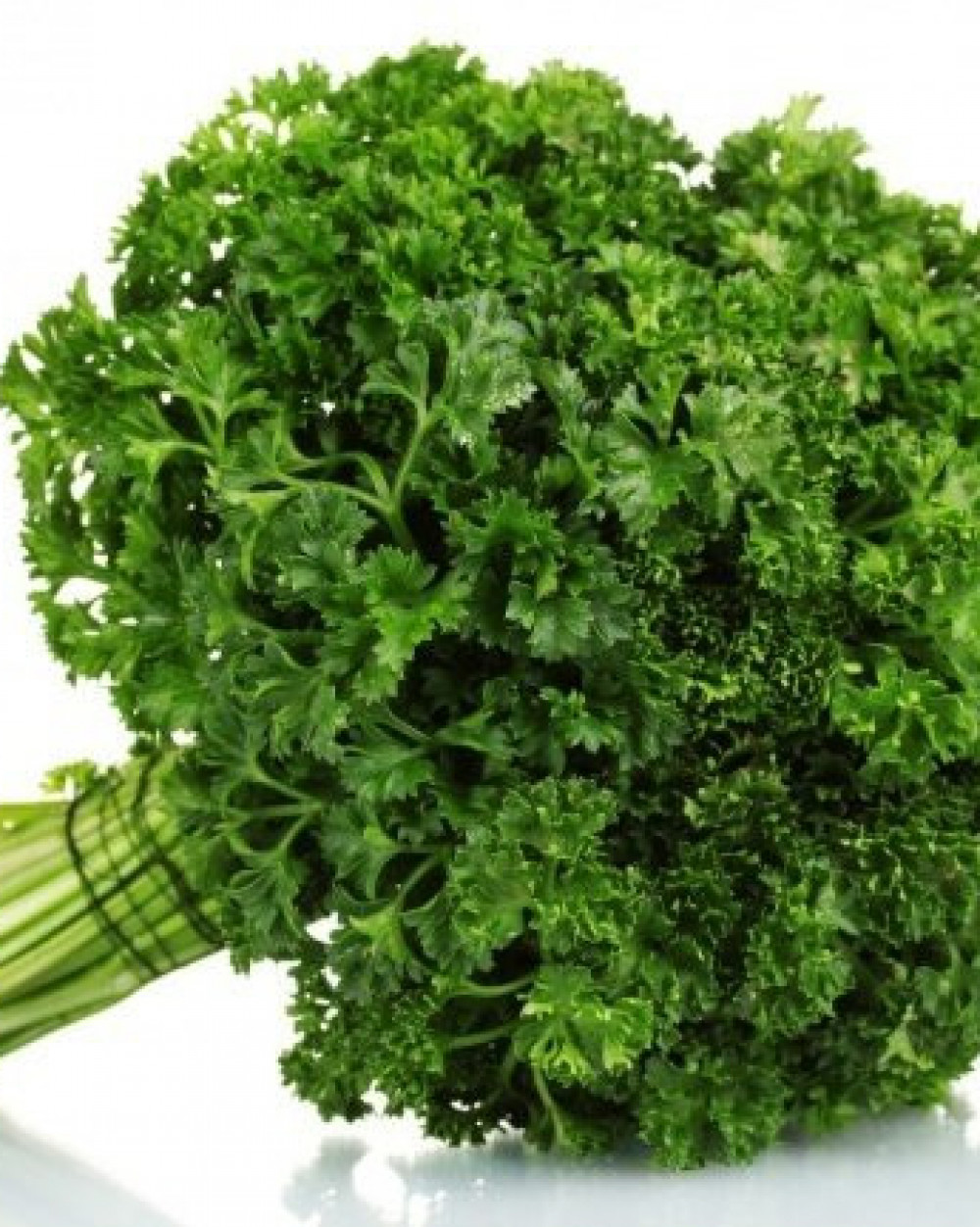 persil frisé | CHEZ BRIGITTE