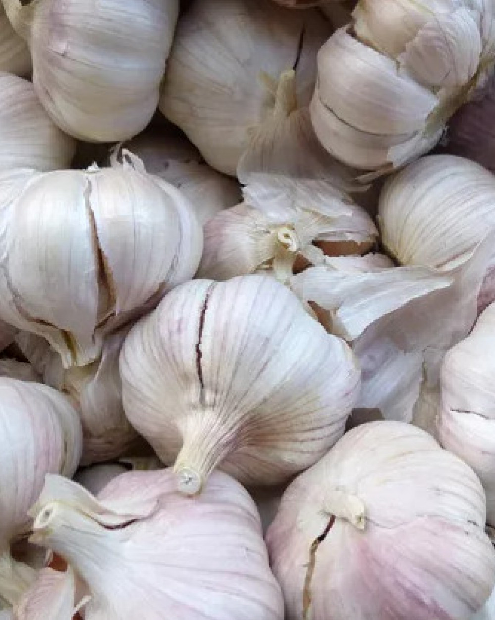 ail sec | CHEZ BRIGITTE