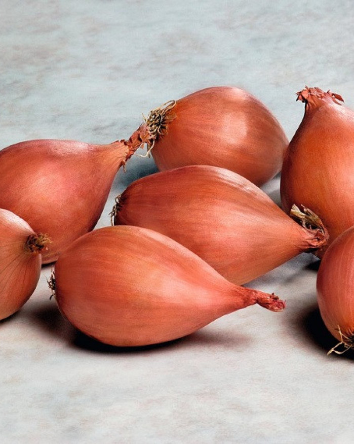 échalote véritable | CHEZ BRIGITTE