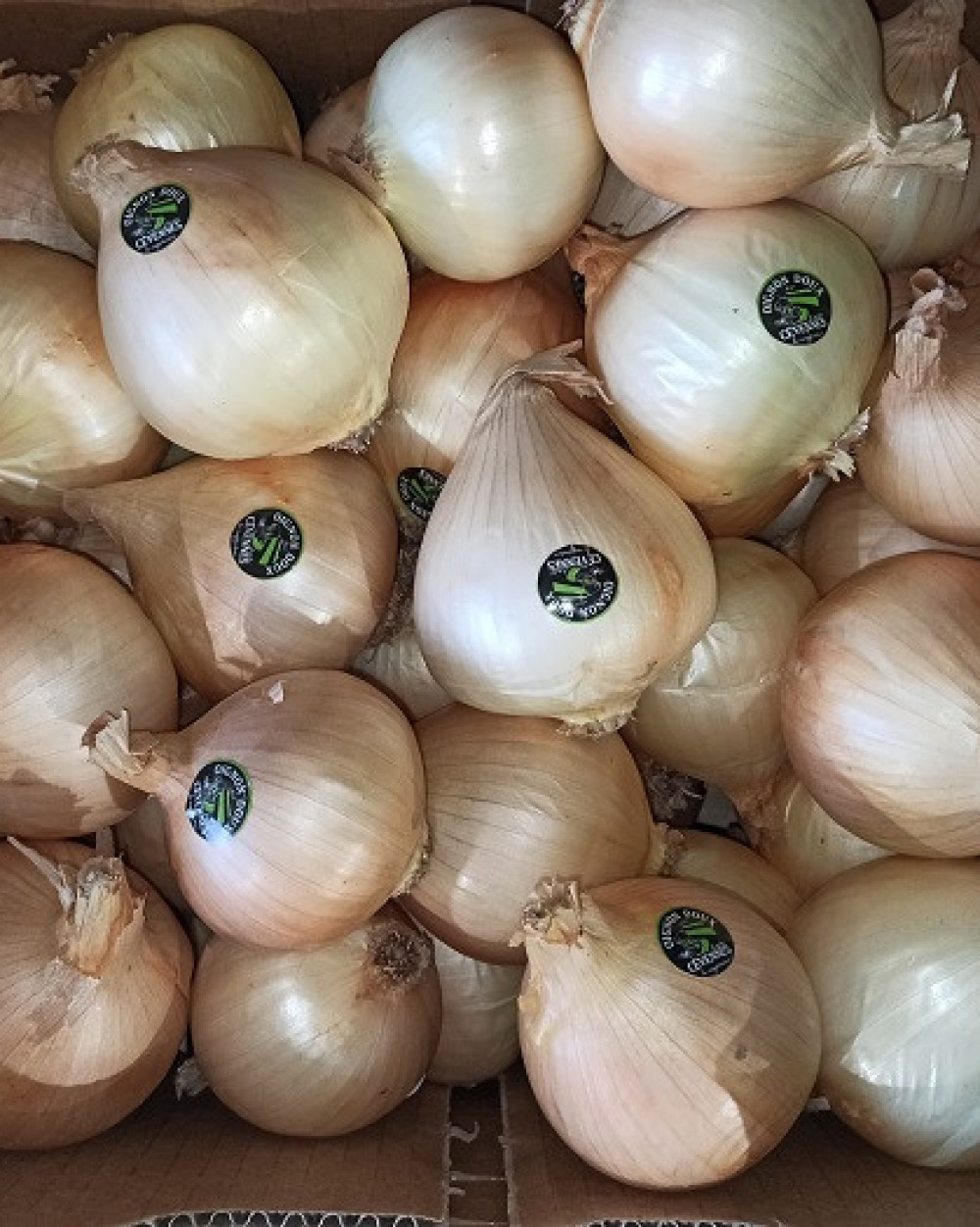 oignon doux | CHEZ BRIGITTE