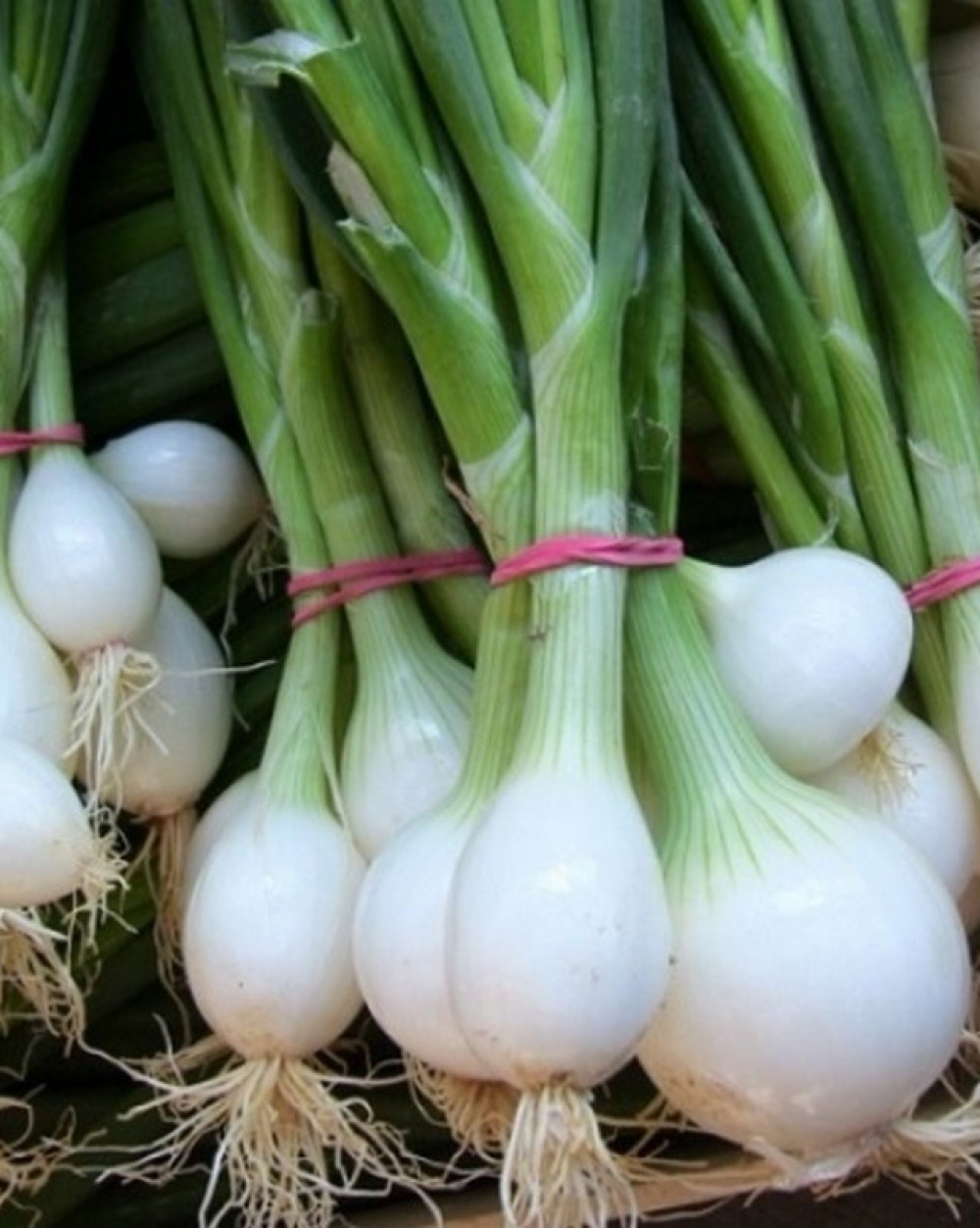 oignon frais botte | CHEZ BRIGITTE